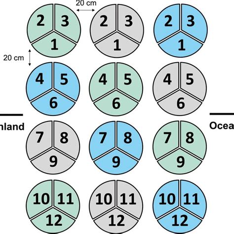 Experimental Design Of The Irrigation Of Green Turtle Eggs Each Pie