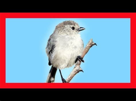 American Bushtit Song American Bushtit Call Sound Mito Sastrecillo