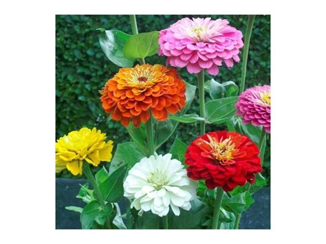 Cinija Lepi Čovek Mini 25 Semena 73082205