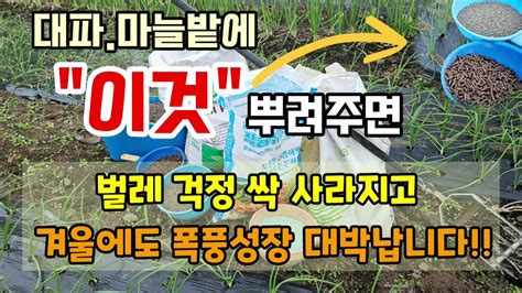 대파마늘밭에 지금 이것 뿌려주면 토양속 월동해충 싹제거 봄부터 발생하는 벌레걱정 사라지고 폭풍성장 잘 자랍니다 대파키우기 Youtube