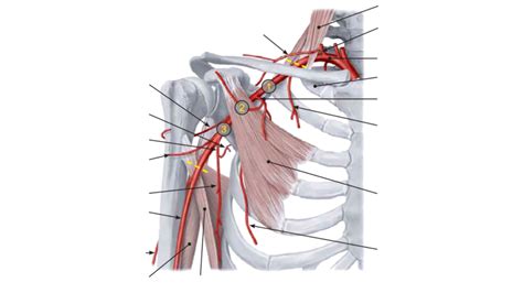 Axillary Artery Diagram Quizlet