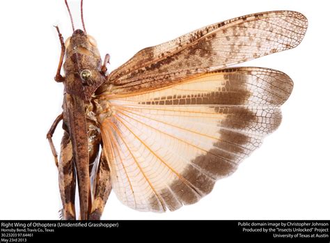 Grasshopper Wings Grasshopper Wings