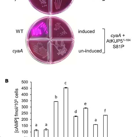 Functional Complementation Of An Ac Deficient Escherichia Coli Mutant Download Scientific
