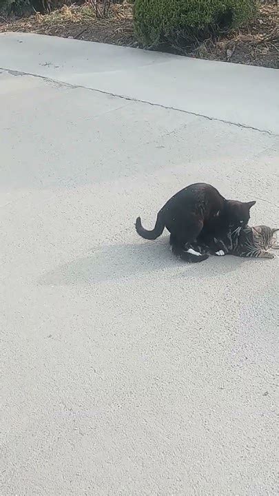 Approaching A Cat Having Sex 고양이 교배중 접근 Youtube