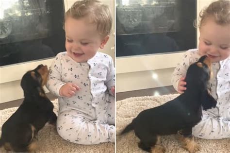 가족이 된 아기가 마음에 들고 좋은지 연신 꼬리 흔들며 적극 들이미는 아기 강아지