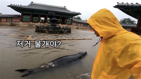 폭우로 잠긴 경복궁서 물개가 수영을sns 퍼진 영상 알고보니 한국경제