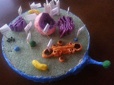 Plant Cell 3d Model Clay