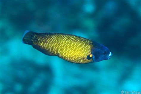Labropsis Solitary Islands Underwater Research Group