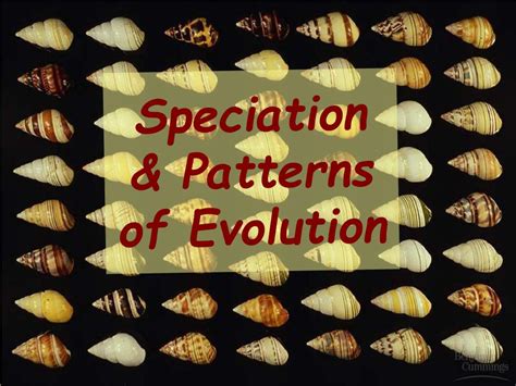 PPT Speciation Patterns Of Evolution PowerPoint Presentation ID