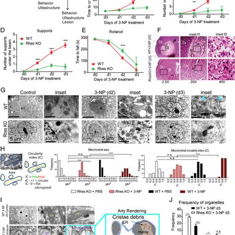 Rhes Diminishes Mitochondrial Membrane Potential ΔΨ M And Promotes