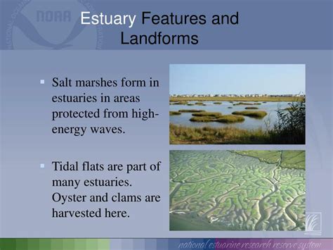 Ppt Survival In An Estuary Powerpoint Presentation Free Download