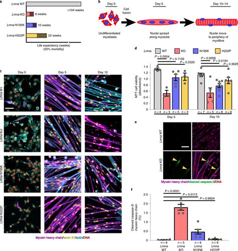In Vitro Differentiated Primary Myoblasts From Lmna Ko Lmna N195k And Download Scientific