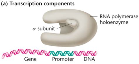 Biol 202 Unit 2 Grqs Flashcards Quizlet