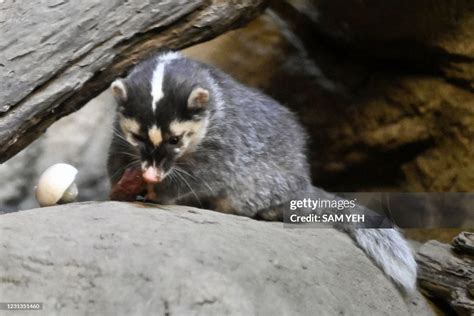 A Formosan Ferret Badger Is Seen At The Taipei Zoo In Taipei On News