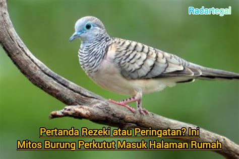 Pertanda Rezeki Atau Peringatan Ini Mitos Burung Perkutut Masuk