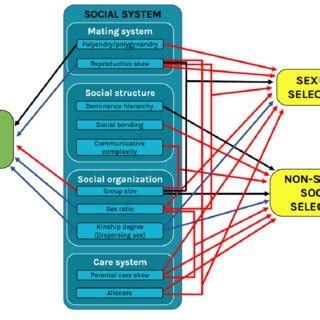 Overview Of The Predicted Links Between The Different Social Download Scientific Diagram