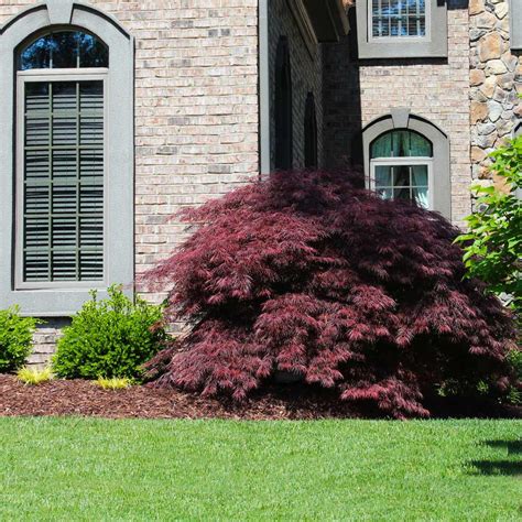 Tamukeyama Japanese Maple Trees For Sale