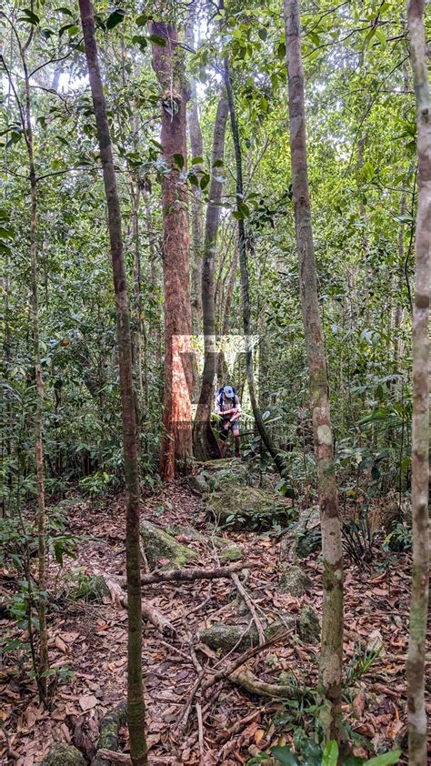 Mount Bartle Frere Trail