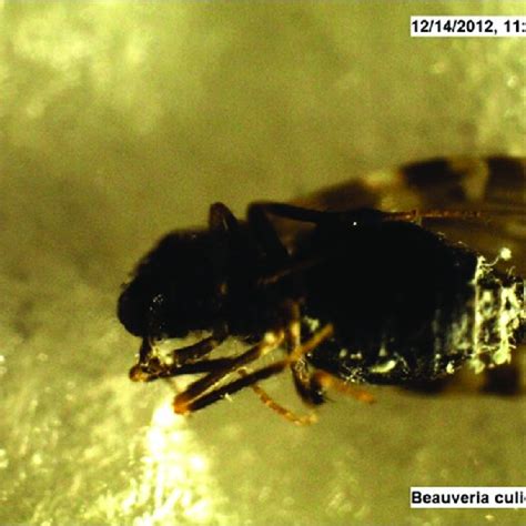 Culicoides Larvae Died Due To Beauveria Bassiana Infection ×50