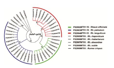 【论文推荐】 大黄药材基原物种叶绿体基因组分析与特异dna条形码开发 Tian Yi Bp 黄和