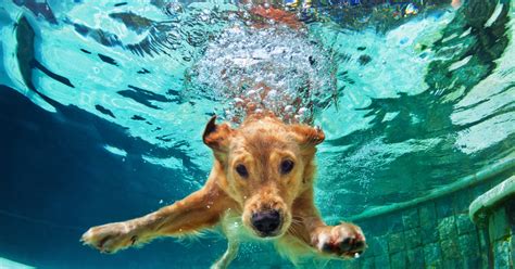 Golden Retriever Diving Into Pool For Her Ball Has Future Olympian