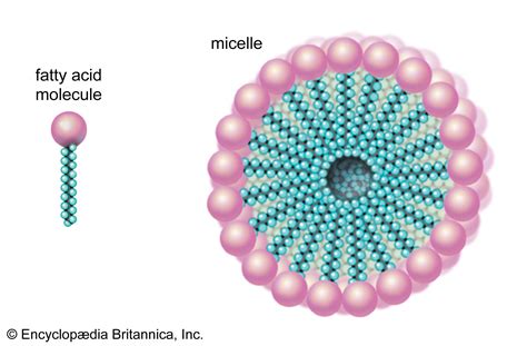 Micelle Surfactants Structure Formation Britannica