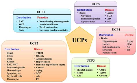 International Journal Of Molecular Medicine