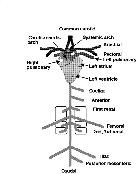 Closed Circulatory System Bird