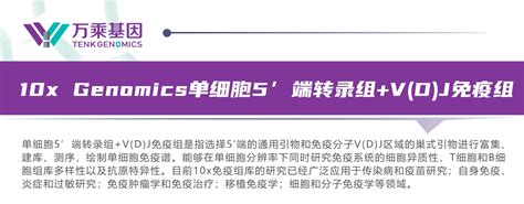 单细胞v D J 万乘基因