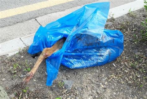 봉투에 넣어 버린 고라니 사체