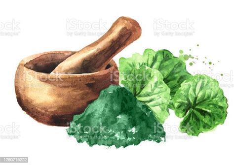 아시아 식물 고투 콜라 잎 박격포와 분말 센텔라 아시아 티카 아유르베다 한방 약 흰색 배경에 격리 된 수채화 손 그린 그림 가루로 빻은에 대한 스톡 벡터 아트 및 기타