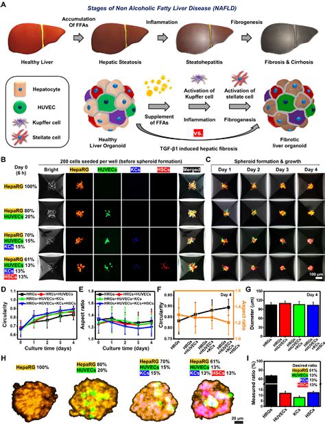 Figure From Bioengineered Multicellular Liver Microtissues For Modeling Advanced Hepatic