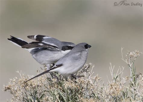 Loggerhead Shrikes Courtship Feeding Plus Two Flight Shots Feathered Photography