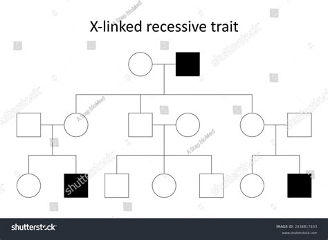 Pedigree Chart X Linked Recessive Trait Stock Vector Royalty Free 2438817433 Shutterstock