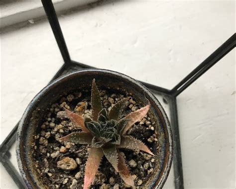 Common Broad Leaved Aloe Problems