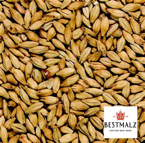 Malte Best Malz Pale Ale Craft Beer Brew Shop Cerveja Artesanal