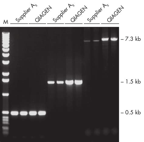 Taq DNA Polymerase