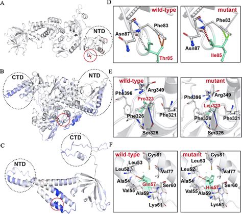 Visual Representation Of Mutant Protein Dynamicity And Intramolecular Download Scientific