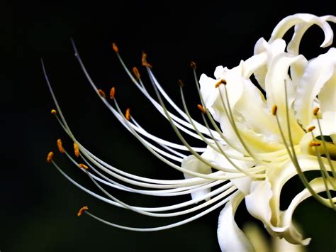 花植物「白彼岸花」壁紙1920x1440 壁紙館