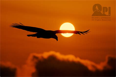 Cheryl Opperman Opperman Photographics Inc Award Winning Nature