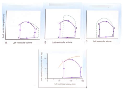 Pv Loop Diagram Quizlet