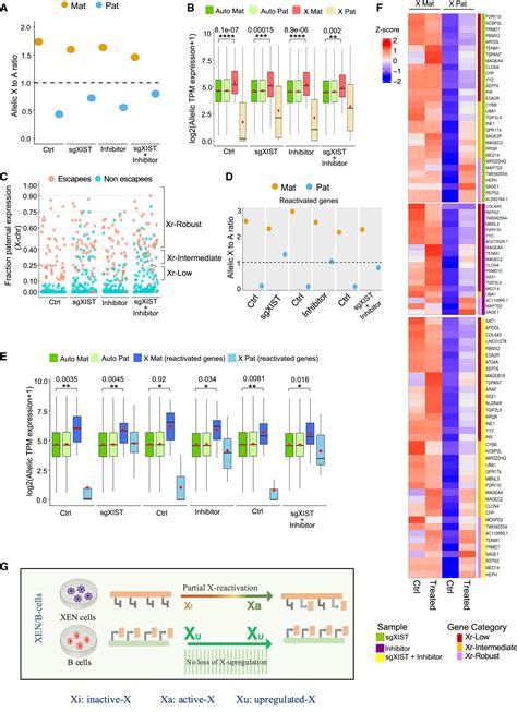 Lineage Specific Dynamics Of Loss Of X Upregulation During Inactive X