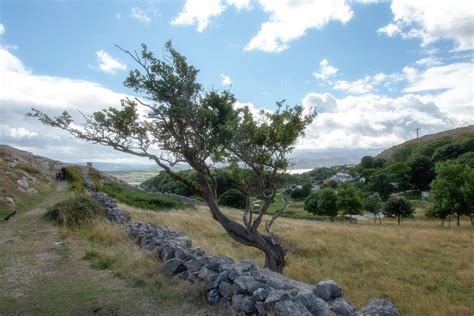Great Orme Tree By Ofthedunes On Deviantart