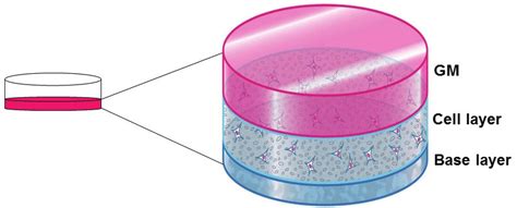 Three Dimensional 3d Collagen Gel Embedded Periodontal Ligament Stem Download Scientific