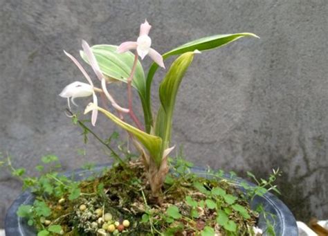 兔耳兰什么时候开花 一般几月份开花 花海建设 长景园林网