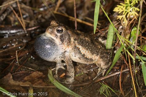 Frog Blog Fowler S ToadAnaxyrus Fowleri
