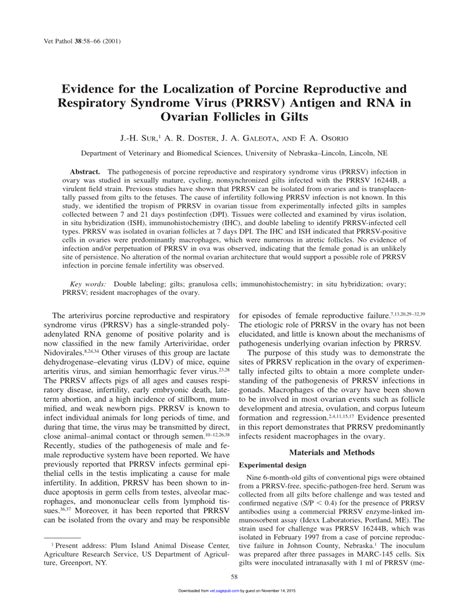 Pdf Evidence For The Localization Of Porcine Reproductive And