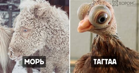 Дэлхийн найм дахь гайхамшиг цолыг хялбархан авч чадах гэрийн тэжээвэр болон фермийн амьтдын 15