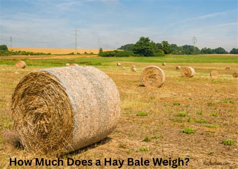 How Much Does A Square Hay Bale Weigh Detroit Chinatown