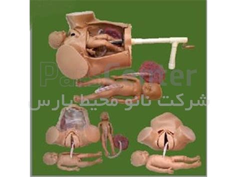مانکن تمرین زایمان طبیعی با نمایش چرخش نوزاد هنگام خ
